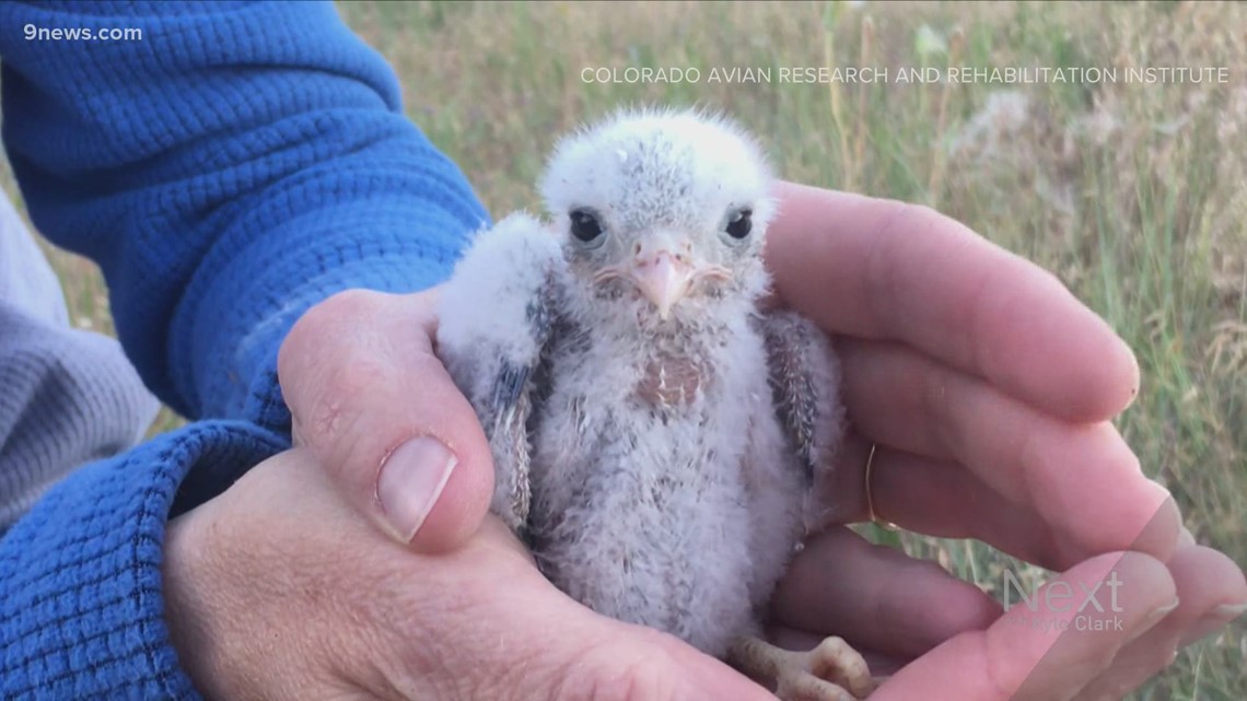 How this Colorado brewery has helped kestrels, North America's smallest ...