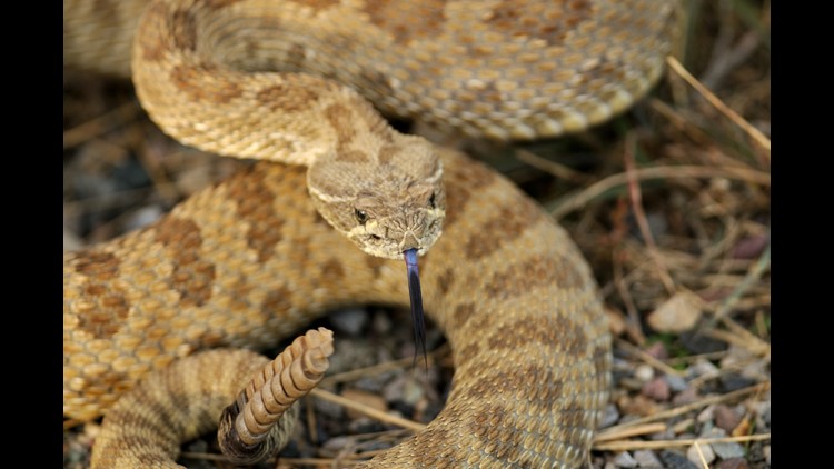Rattlesnake safety 101: What you need to know | 9news.com