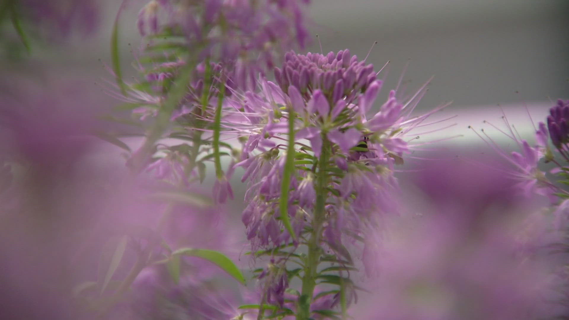 CSU experimenting with what wildflowers will bring pollinators to ...