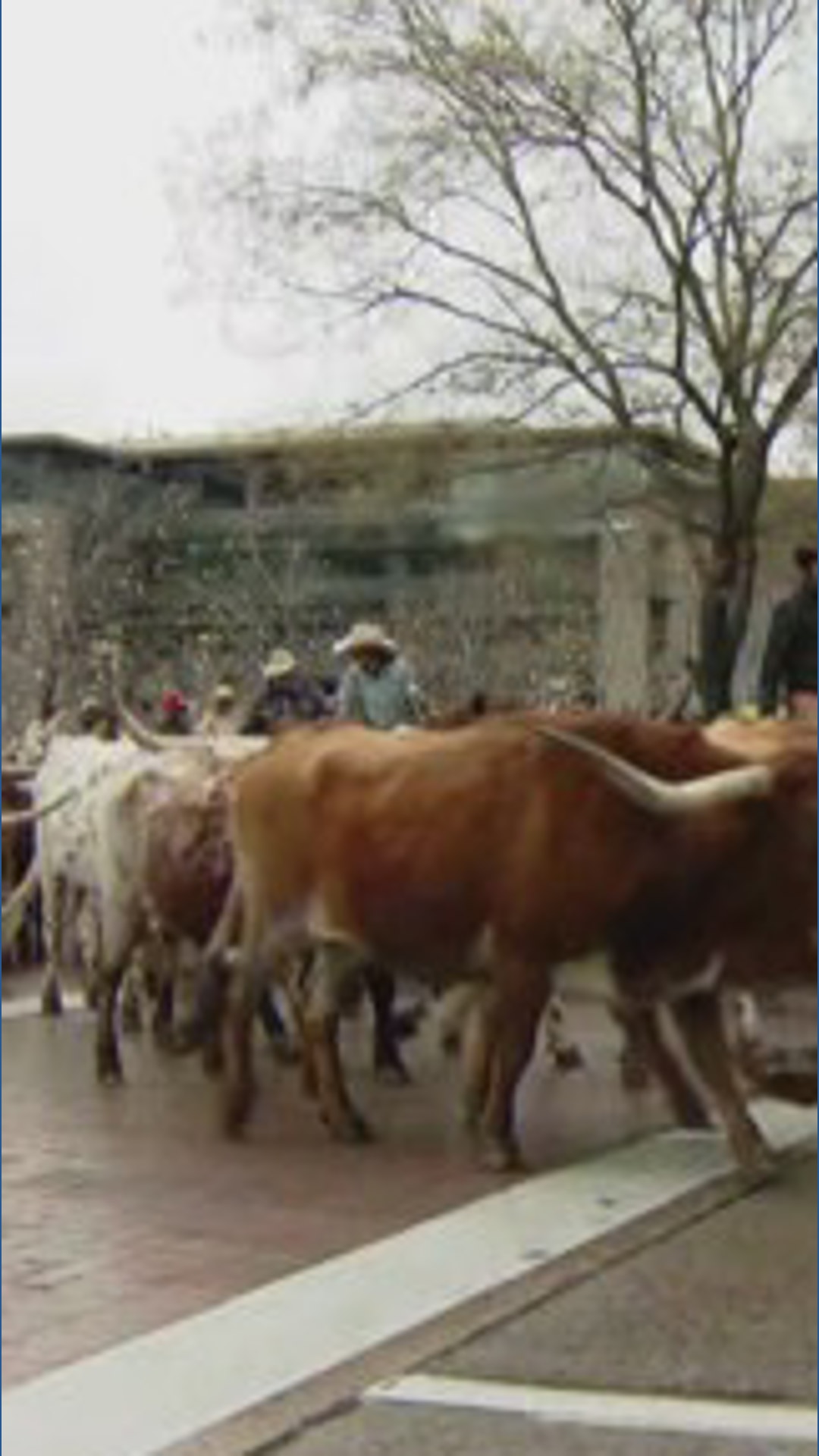 National Western Stock Show kick-off parade in downtown Denver | 9news.com