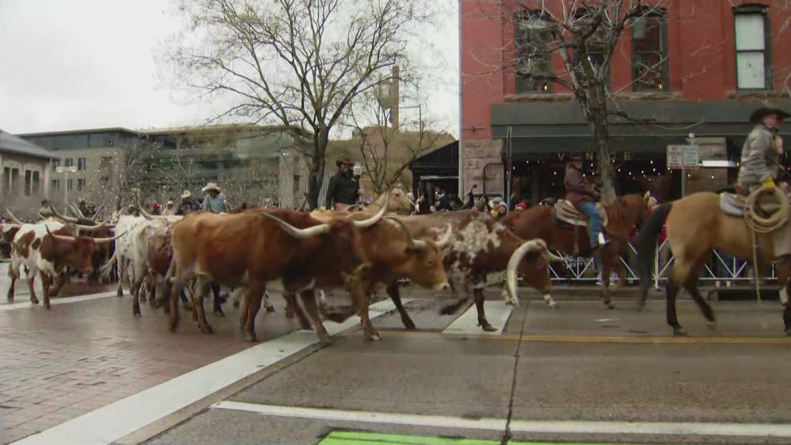 National Western Stock Show kick-off parade in downtown Denver | 9news.com