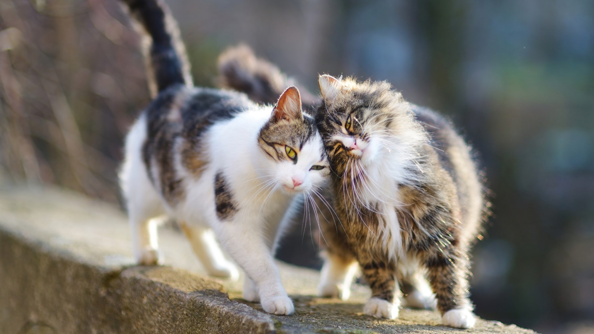 Fort Collins code outlaws outdoor cats, experts say at-large cats ...