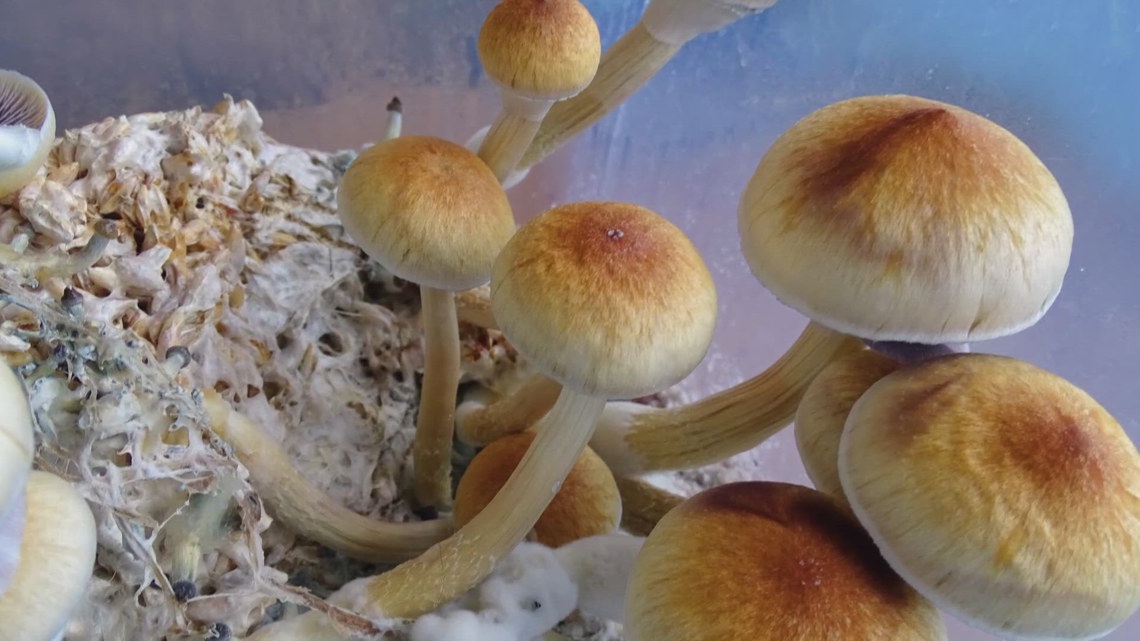 CU Anschutz studying psilocybin for postpartum depression | 9news.com