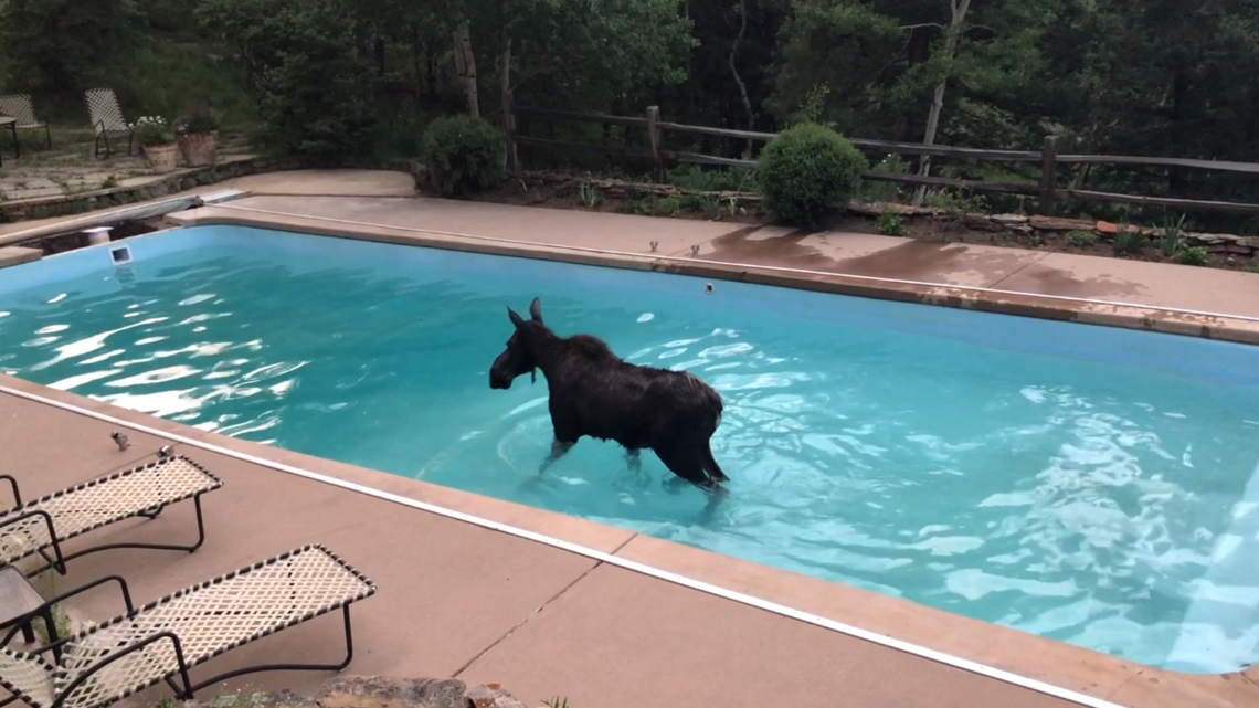 PHOTOS | Moose sighted around Colorado | 9news.com