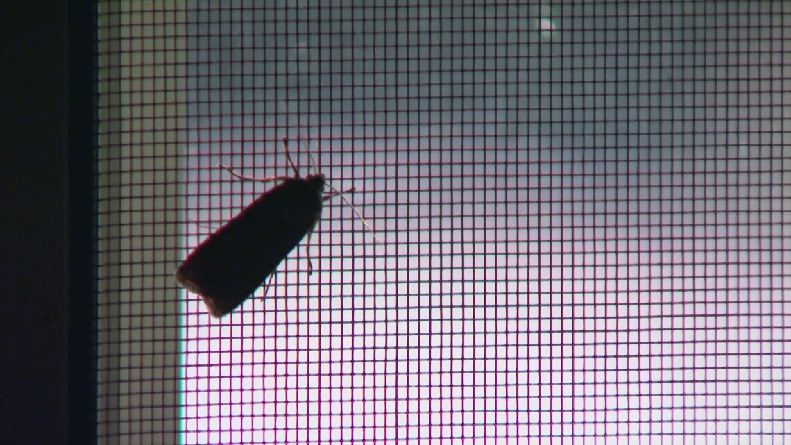 When do the miller moths go away in Colorado? | 9news.com