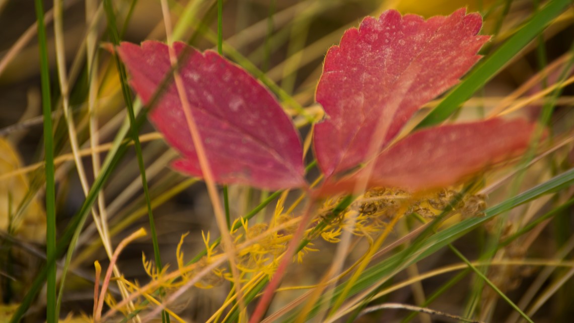 Where to see fall colors in Colorado this weekend | 9news.com