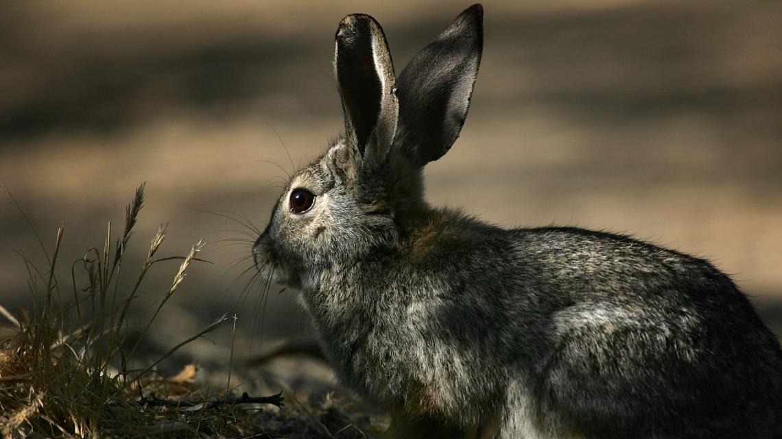RHDV-2 confirmed in Adams County rabbits | 9news.com