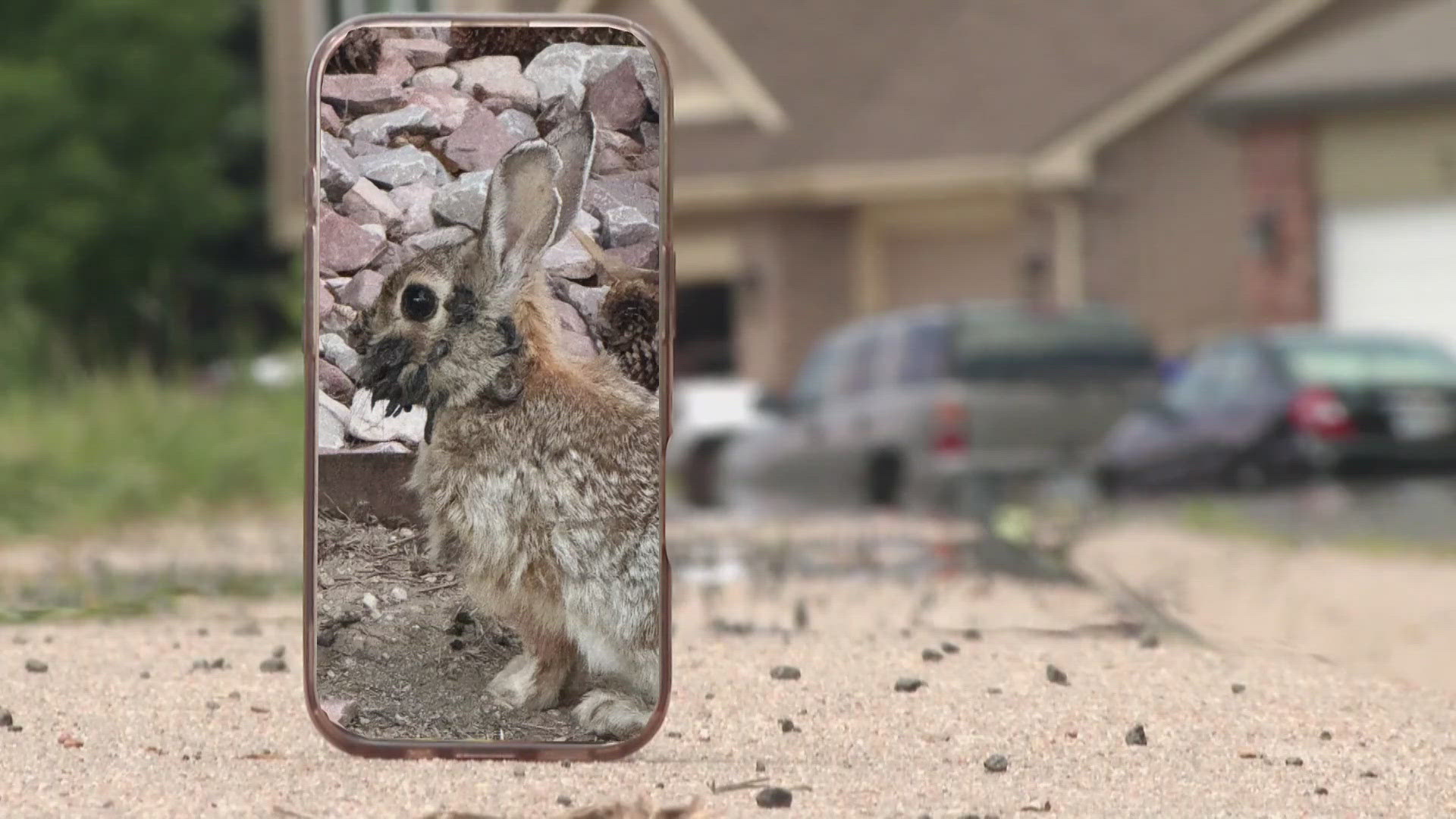 Viral 'zombie' rabbit photo explained by Colorado experts | 9news.com