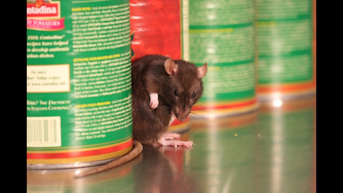 Rats! Denver falls on top rodent list | 9news.com