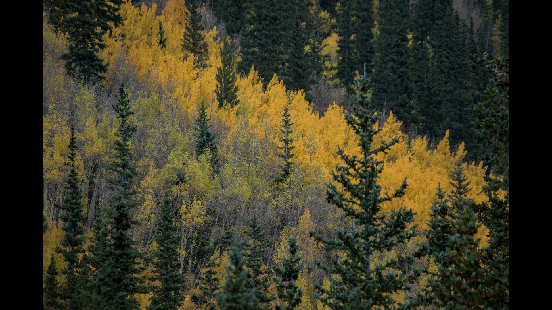 Where to see fall colors in Colorado this weekend | 9news.com