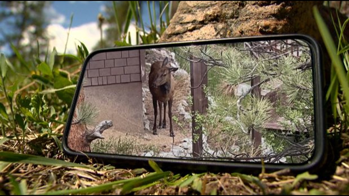 Aggressive elk spotted in Evergreen | 9news.com