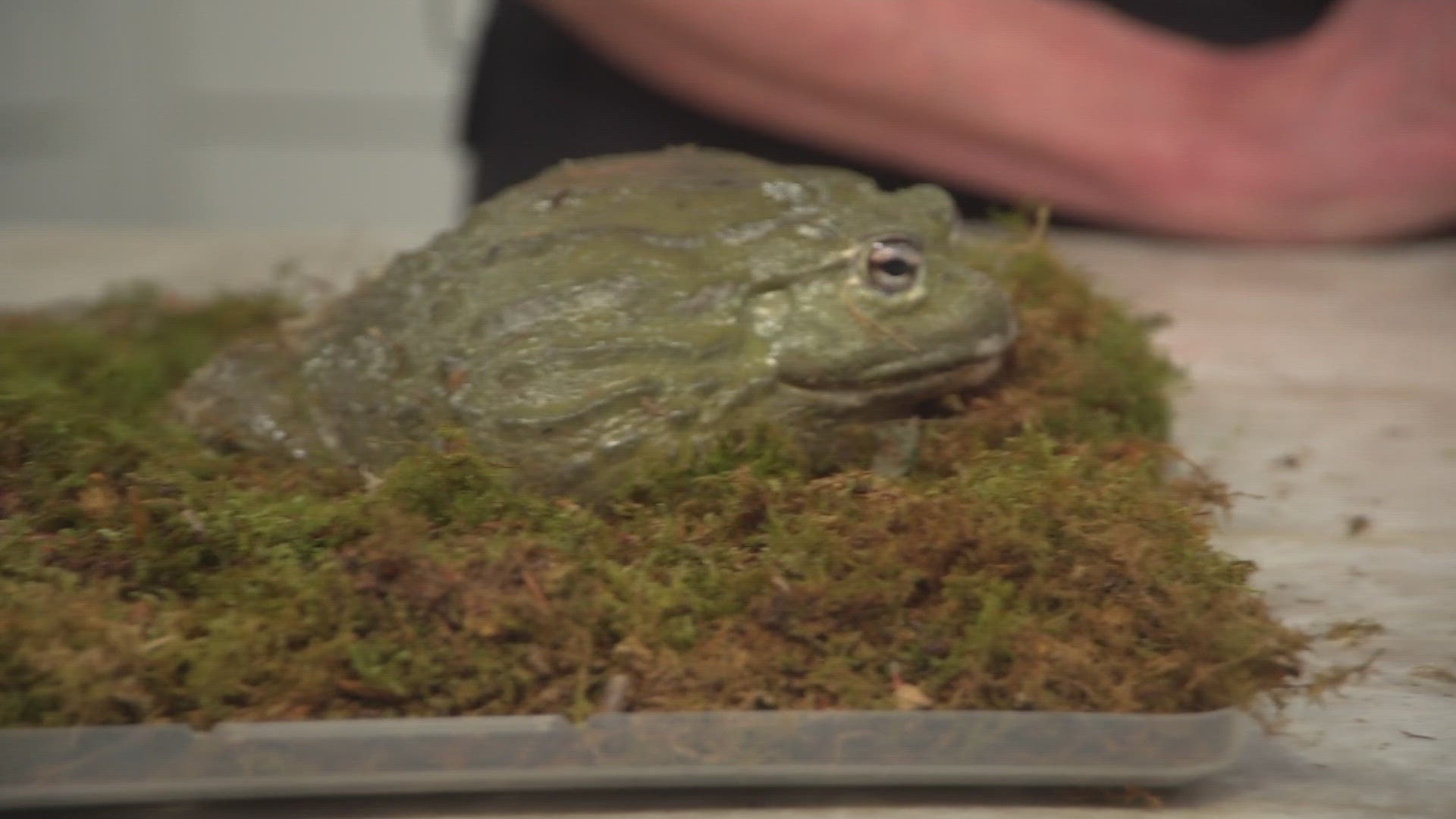Denver Zoo shows off toads live on 9NEWS Mornings | 9news.com