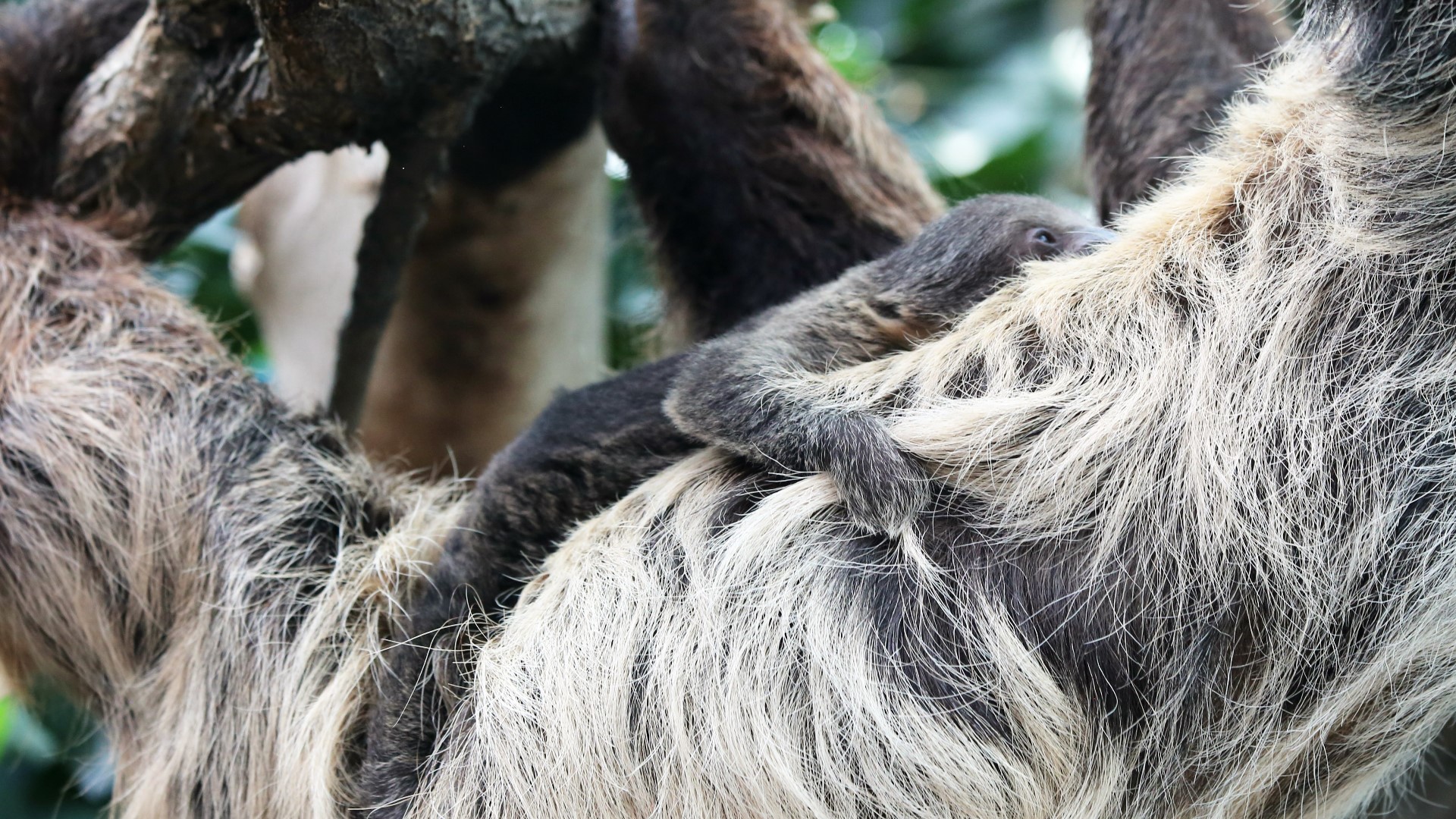 New sloth arrives at the Denver Zoo in Colorado | 9news.com