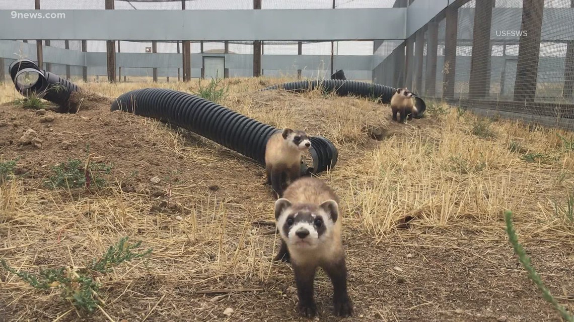 Endangered ferrets get experimental COVID-19 vaccine in Colorado ...