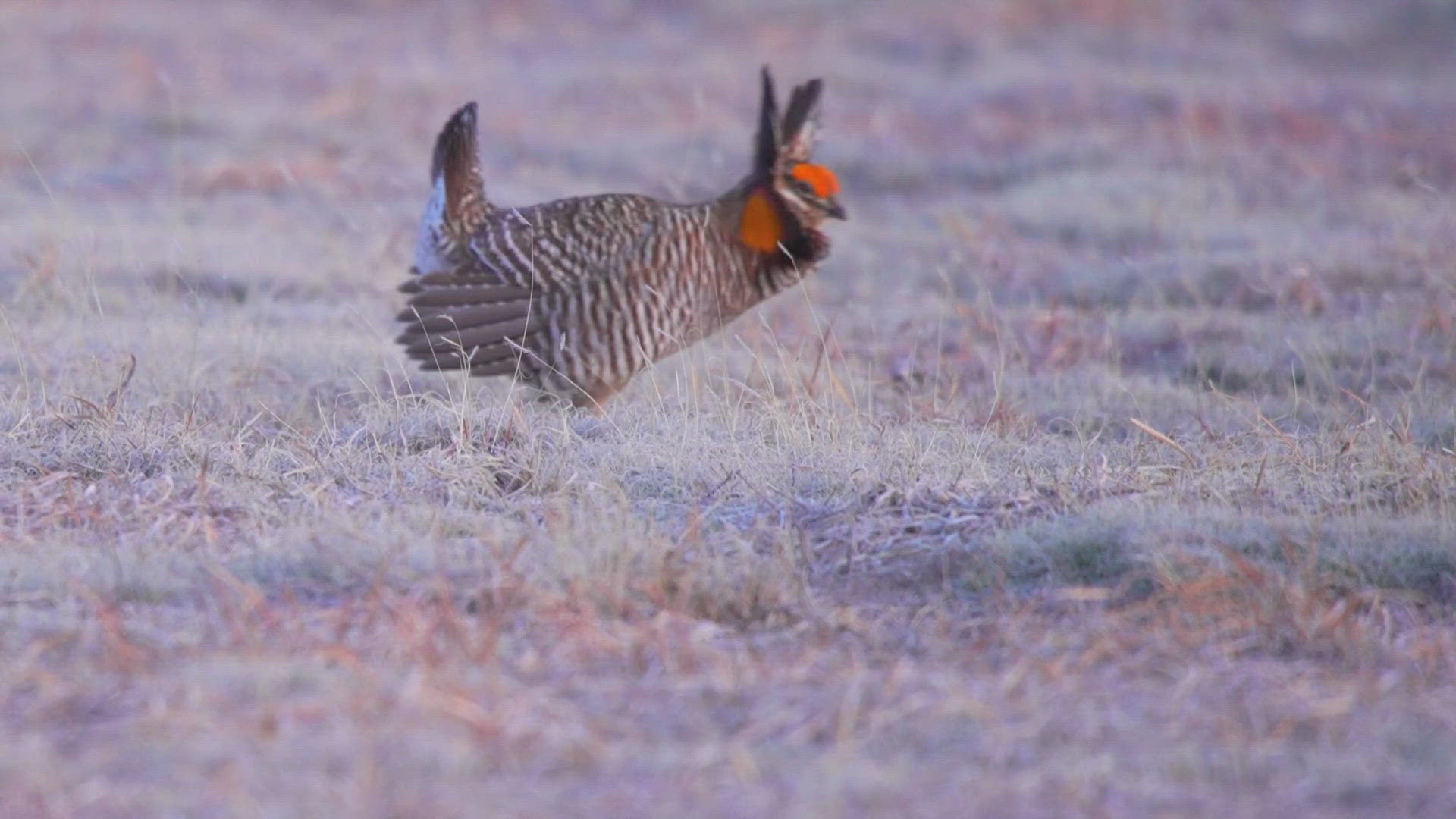 Colorado town celebrates greater prairie chickens' return | 9news.com