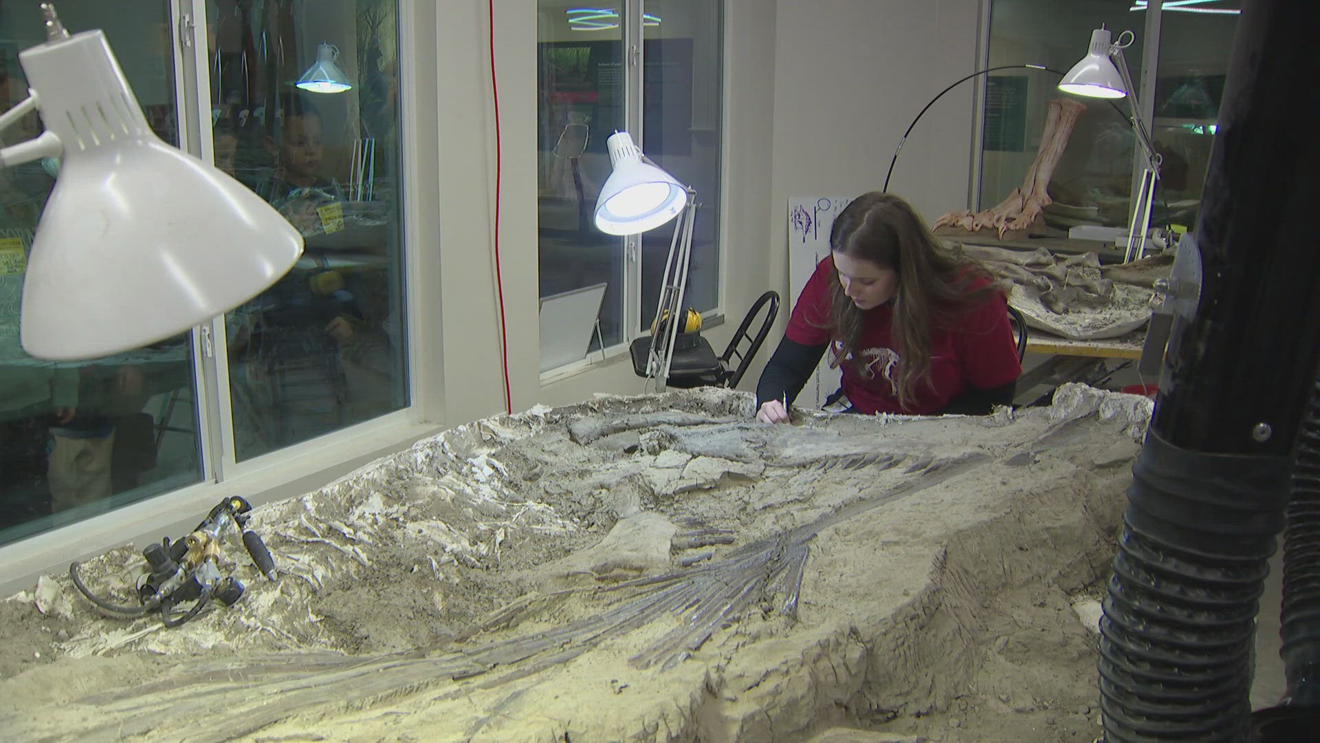 More of Teenage T. rex uncovered at Denver museum exhibit | 9news.com