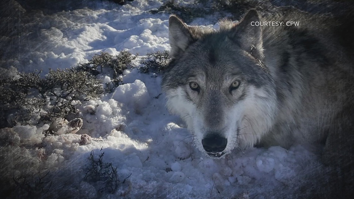 State agreed to pay British Columbia for more wolves, the federal ...