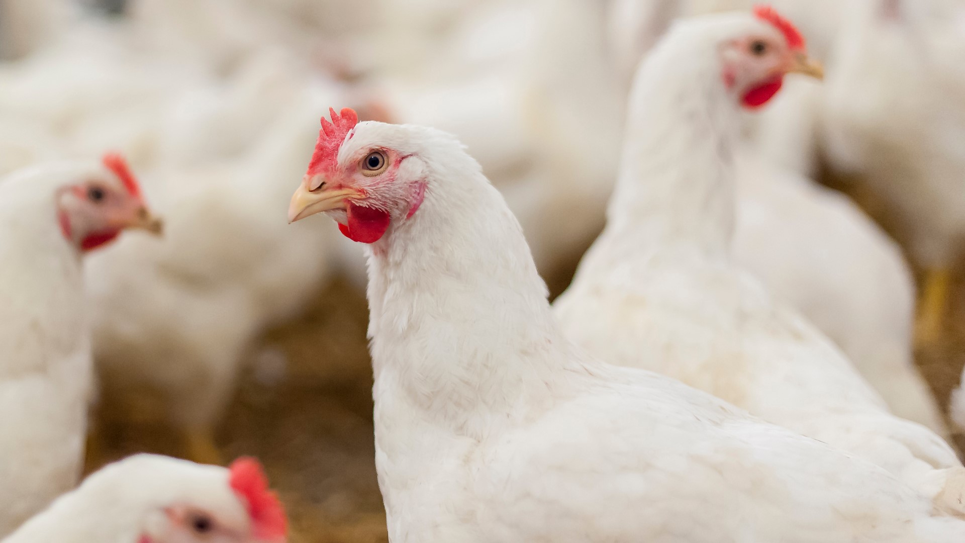 16 cases of Salmonella reported in Colorado after backyard poultry ...
