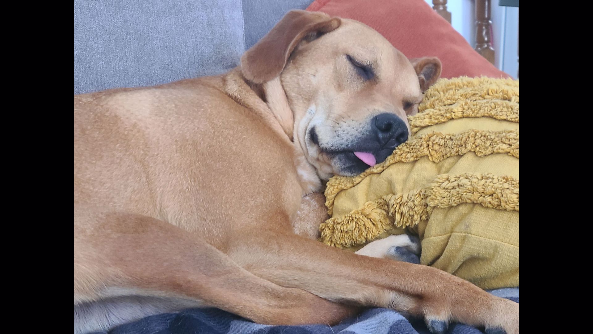National Mutt Day 2023: Colorado shares its dog photos on 9NEWS | 9news.com