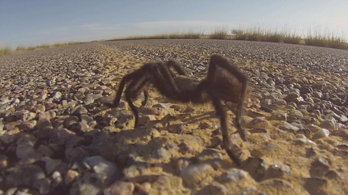 Romance is risky business for tarantulas in southeastern Colorado ...