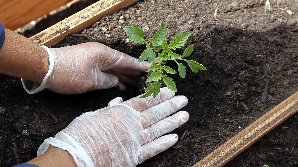 Using a human body for compost could be allowed in Colorado soon ...