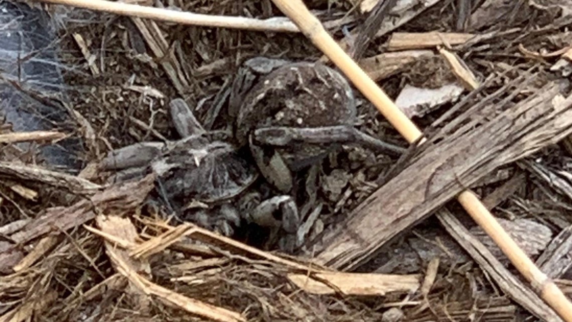 Someone saw a really big spider in Boulder (but they're actually fairly ...