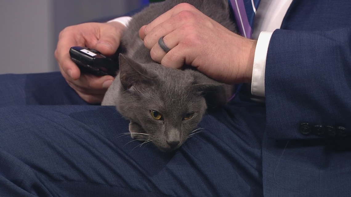 Love to snuggle? Sweet Stark could be your future cuddle buddy! | 9news.com