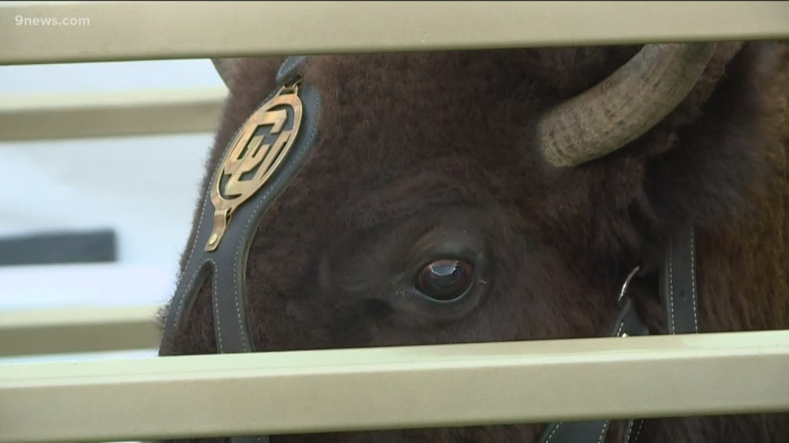 CU mascot Ralphie IV retires | 9news.com