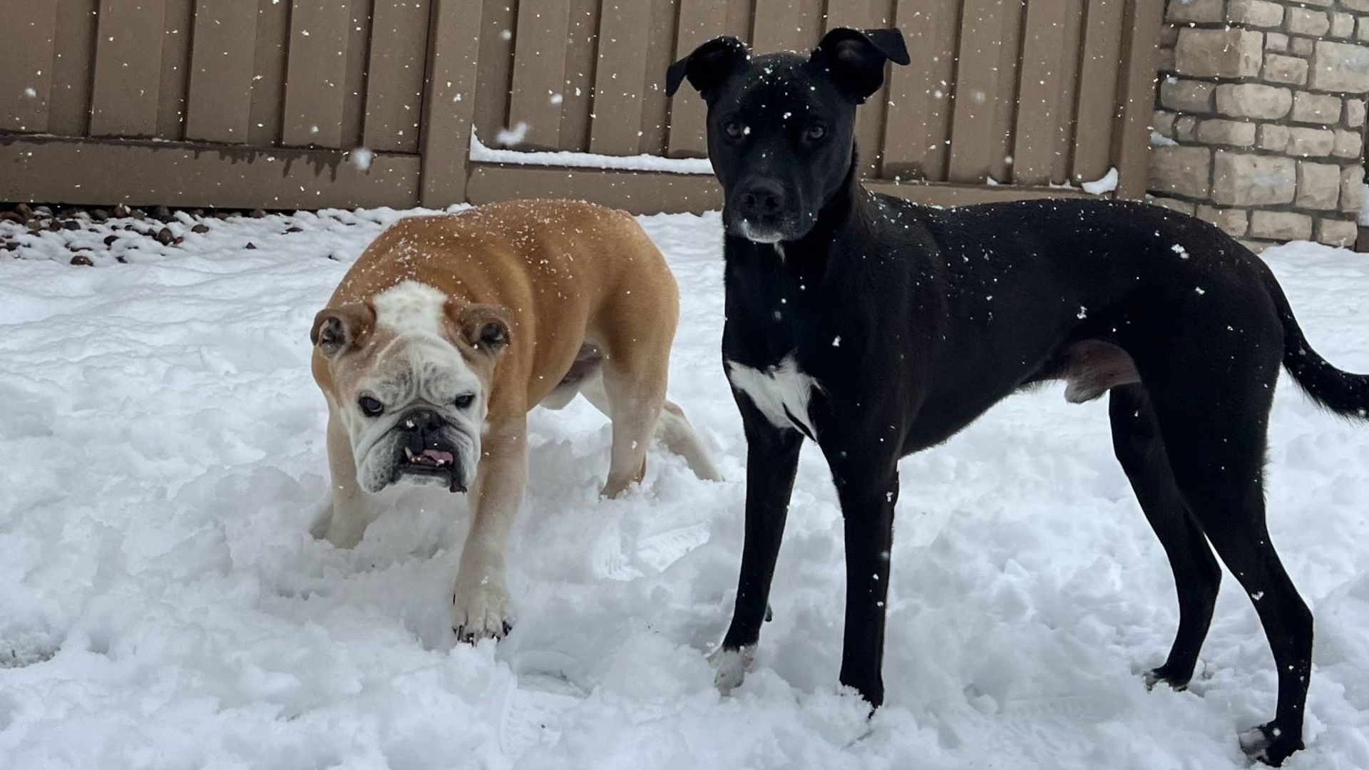 Major winter storm in Colorado: How much snow Denver could get | 9news.com