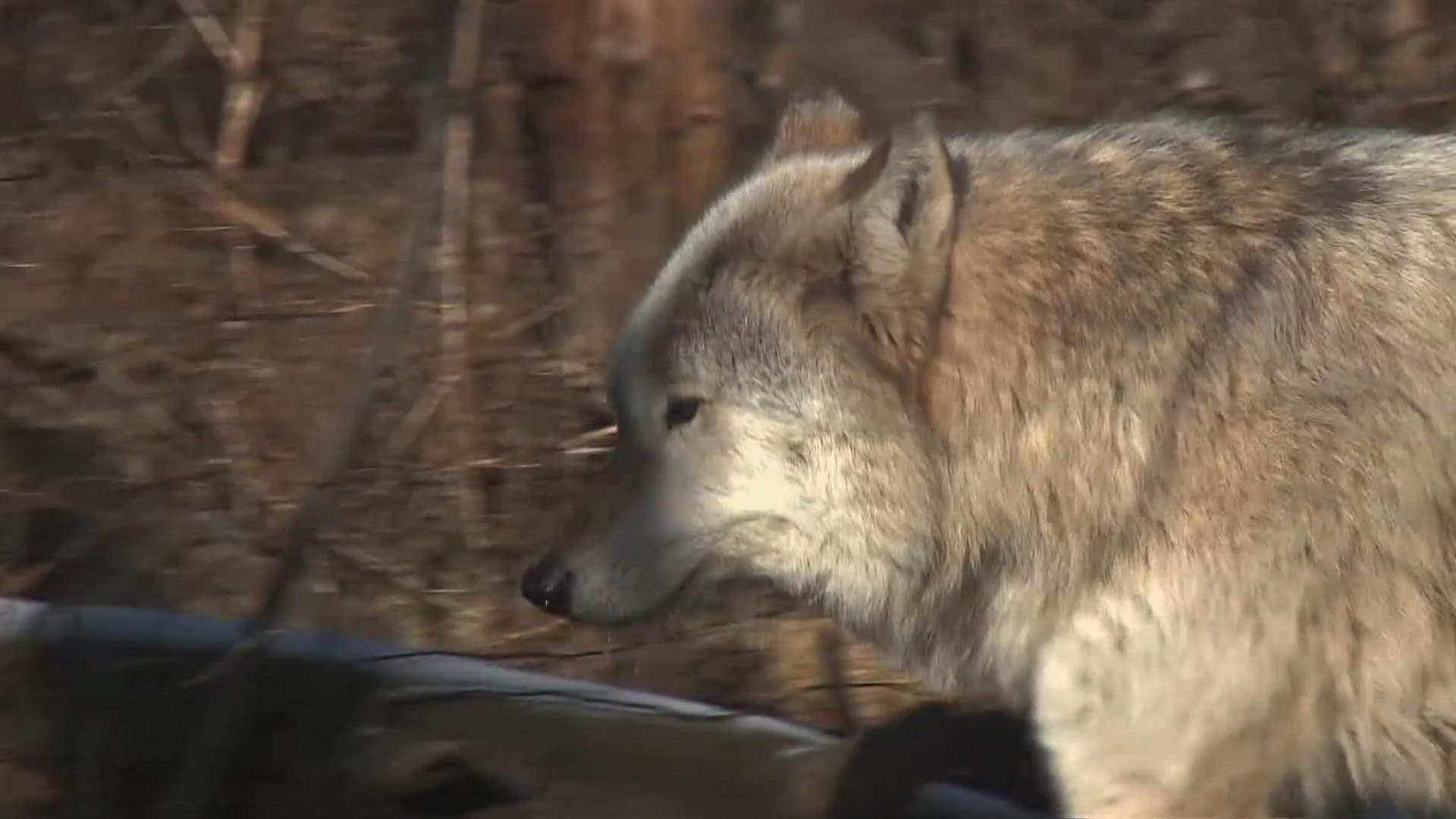 Latest headlines | Wolf kills cow in Jackson County, Colorado wildlife ...