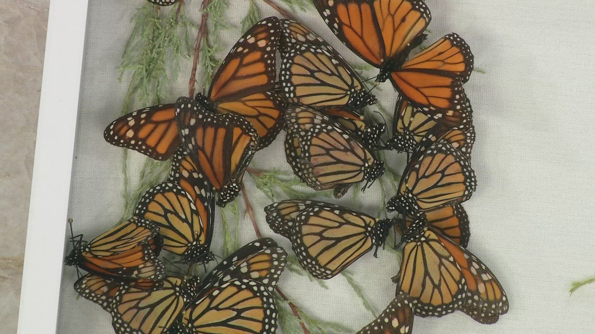 Butterfly Pavilion In Pictures Of Butterflies