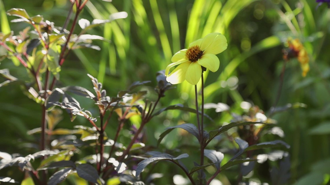 How to save vulnerable plants from the first freeze | 9news.com