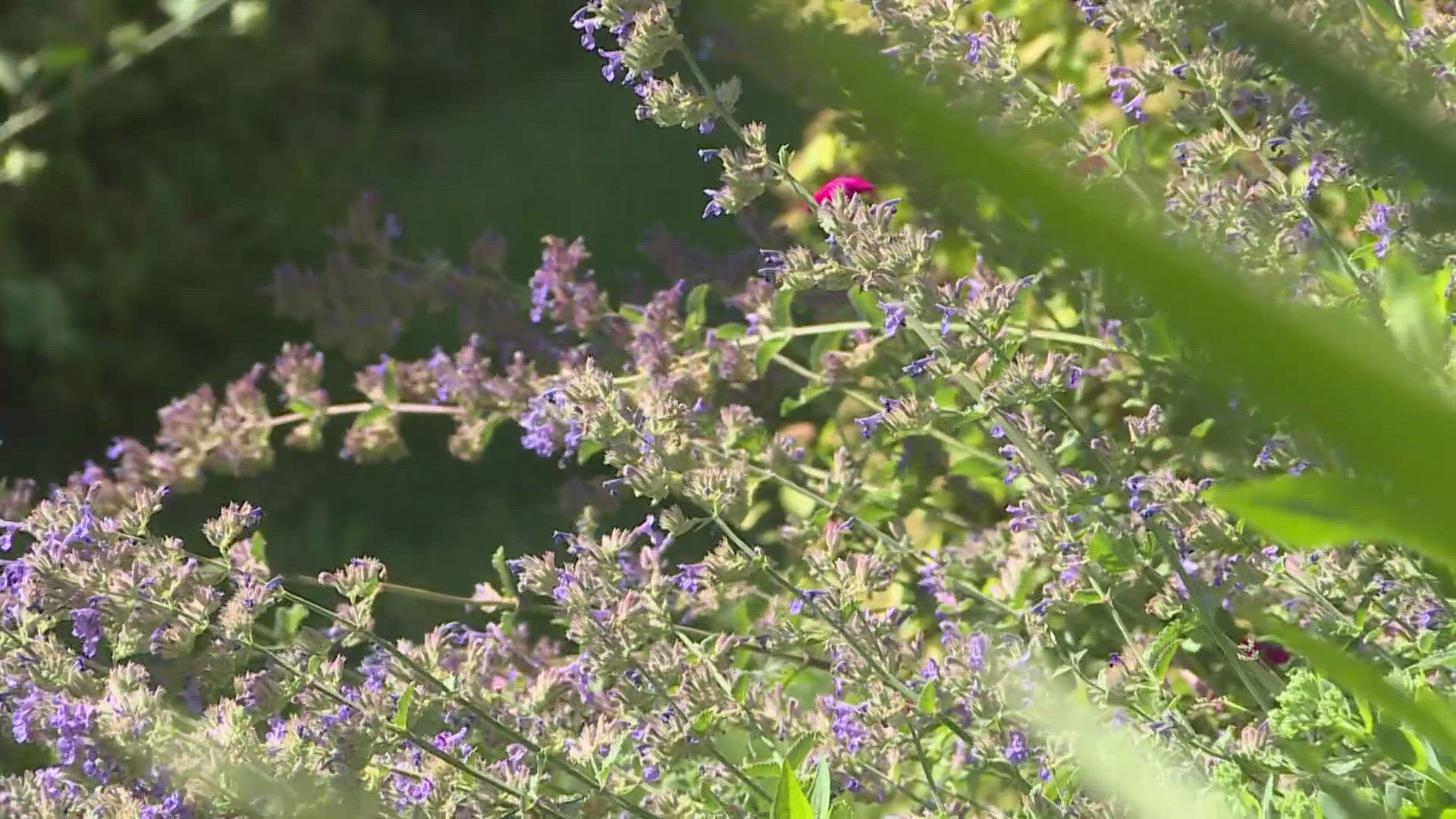 Revitalize your perennials: Proctor's expert tips | 9news.com