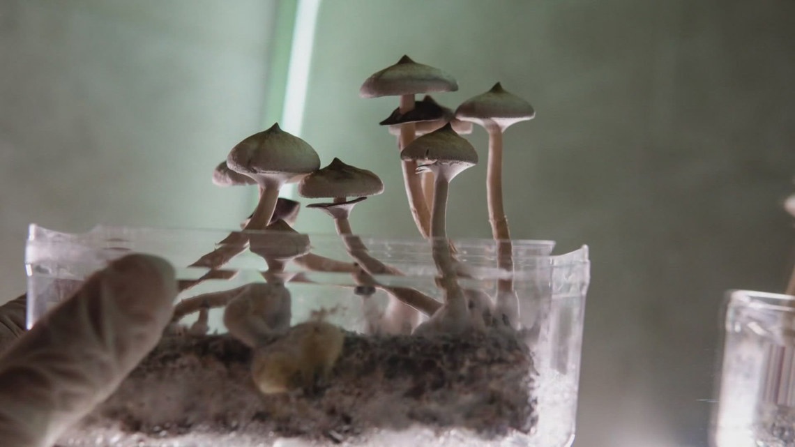 CU Denver pioneers legal psychedelic facilitator program | 9news.com