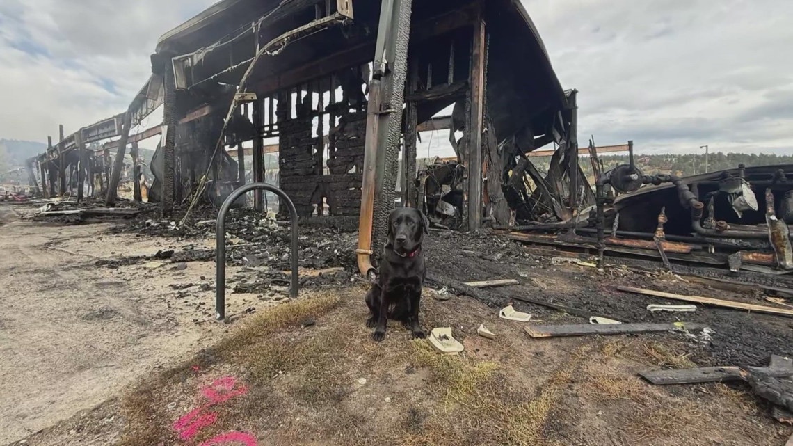 Colorado adds K9s to help investigate wildfires | 9news.com