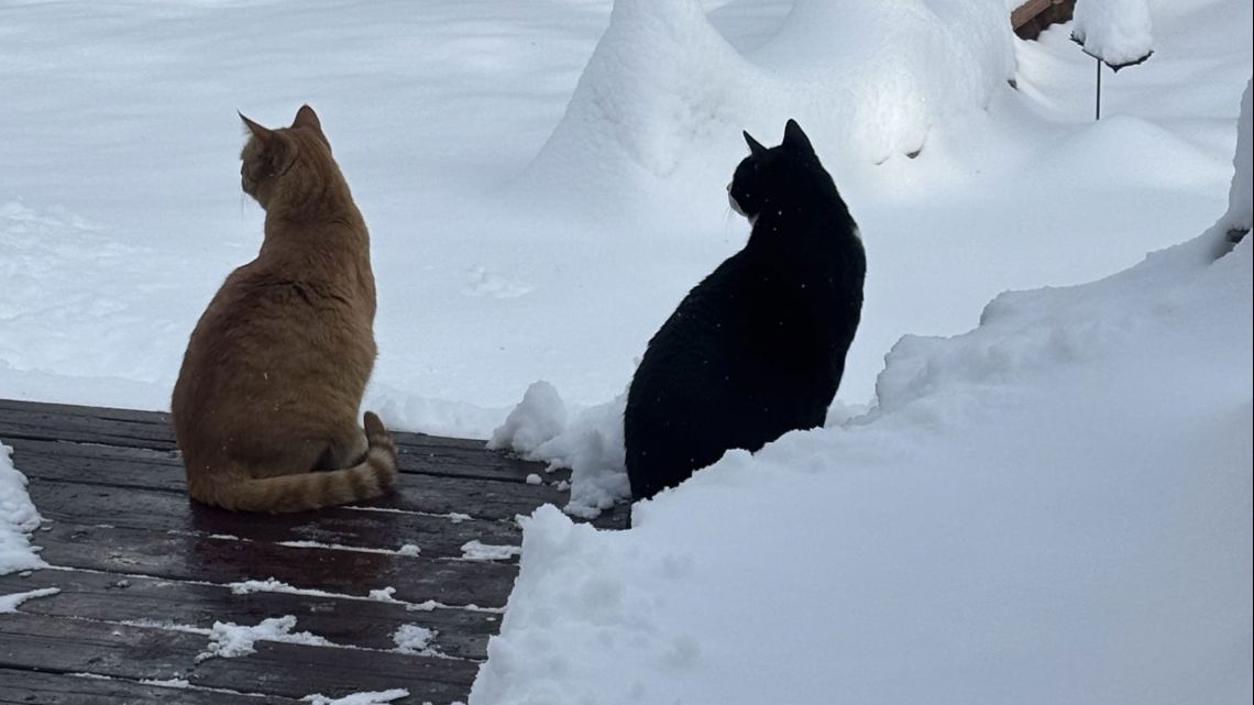 Colorado snow totals: How much fell Feb. 20-21 snowstorm in Denver metro area | 9news.com