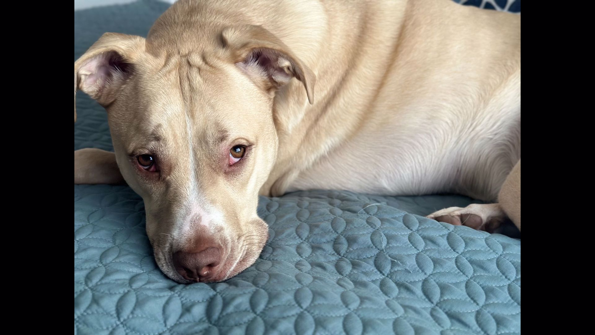 National Mutt Day 2023: Colorado shares its dog photos on 9NEWS | 9news.com