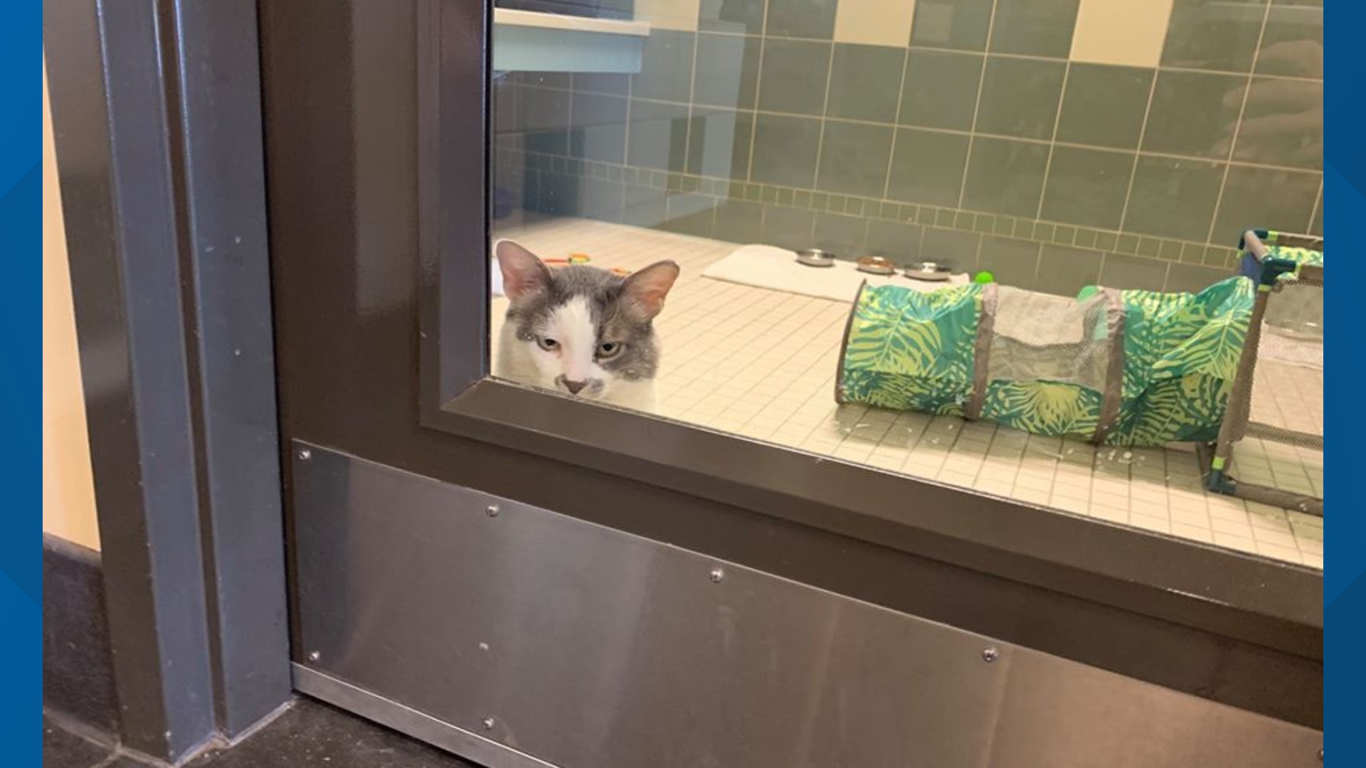 Denver cat proves to be just as naughty as Quilty the viral cat | 9news.com