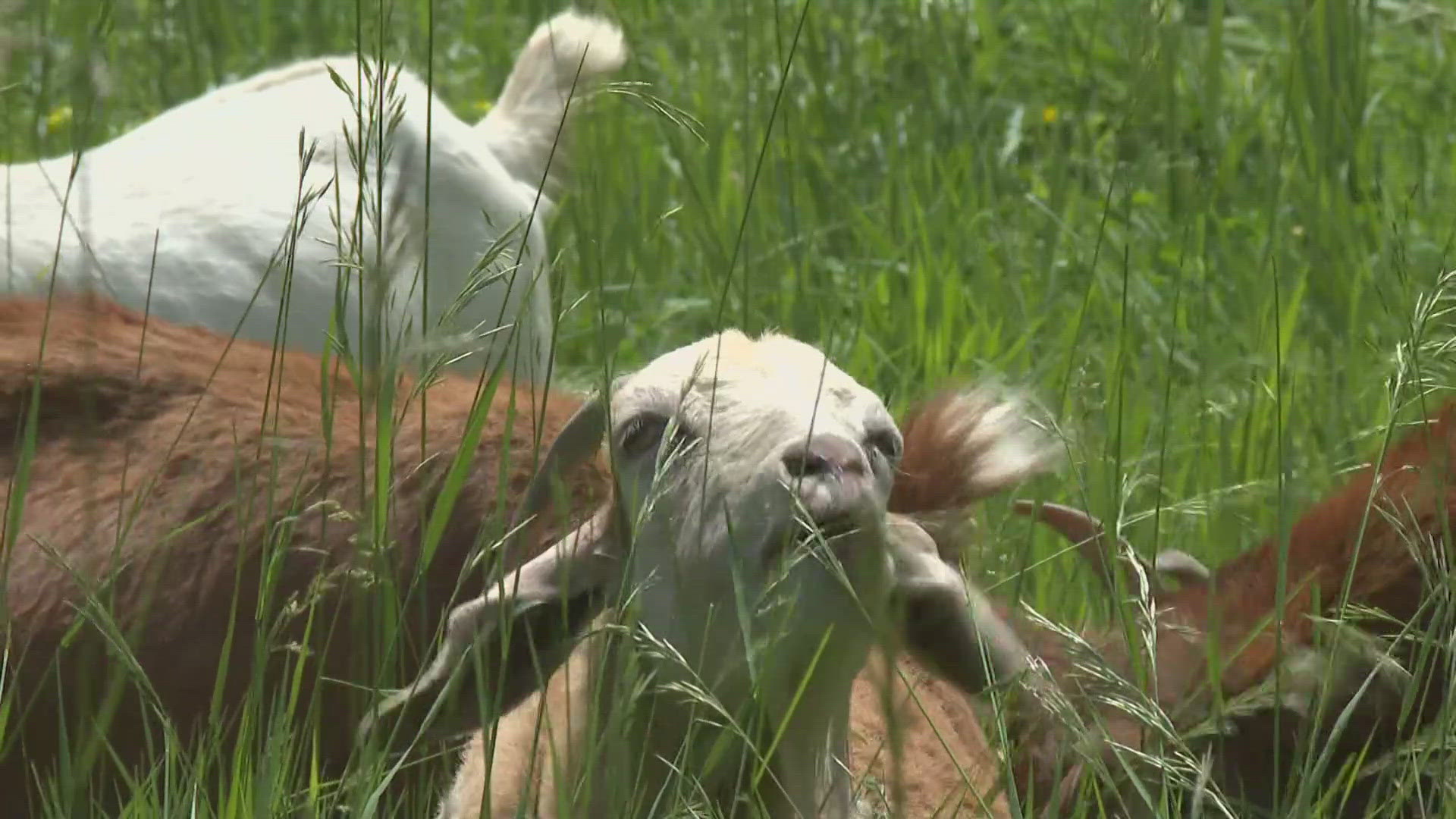 Morris the alligator dies at Colorado Gator Farm | 9news.com