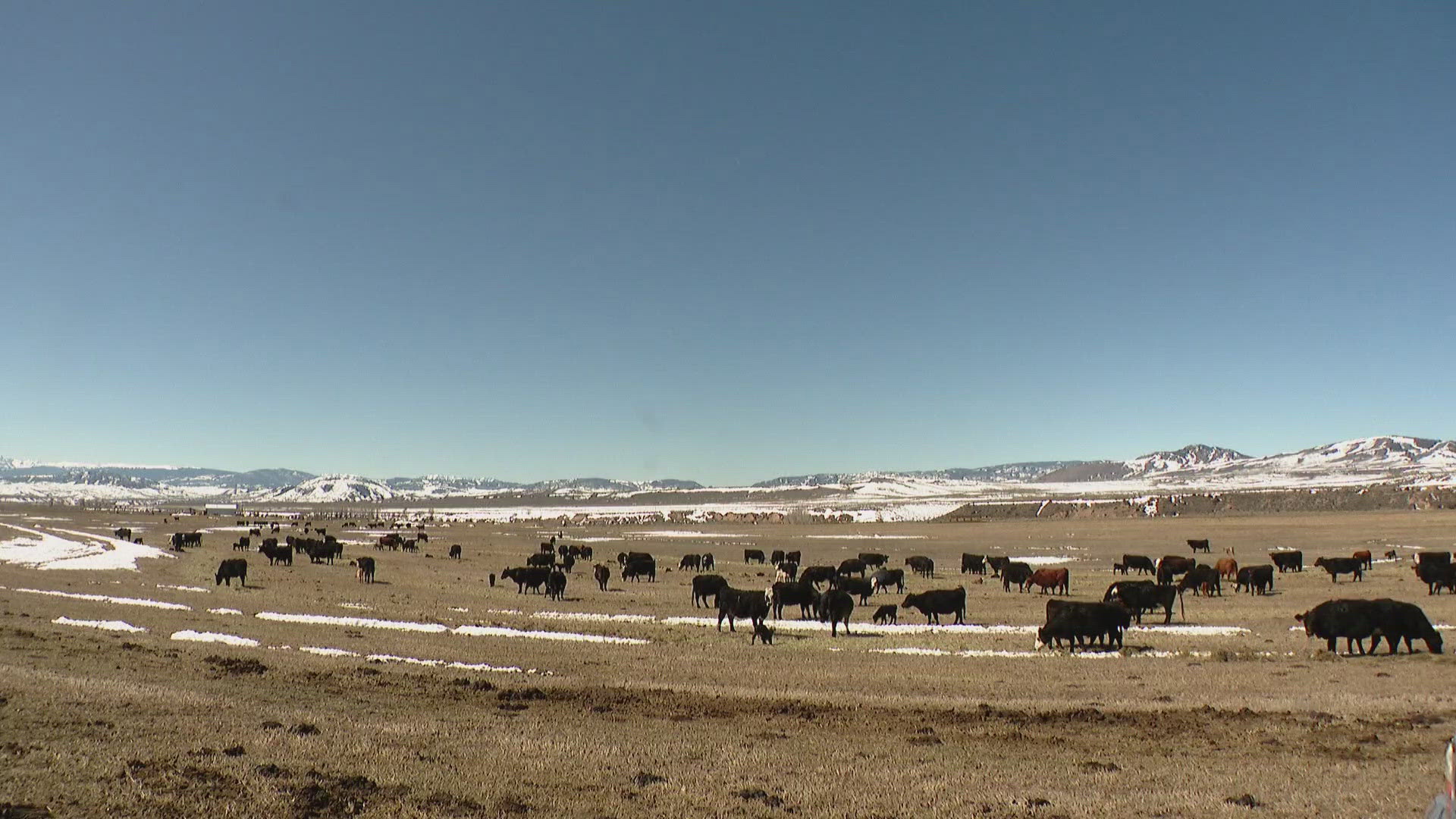 Colorado wildlife commission pays $340,000 to ranchers for losses from ...