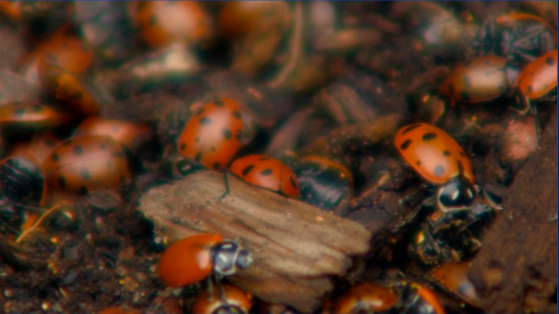 Preschoolers release 10,000 ladybugs for Earth Day | 9news.com