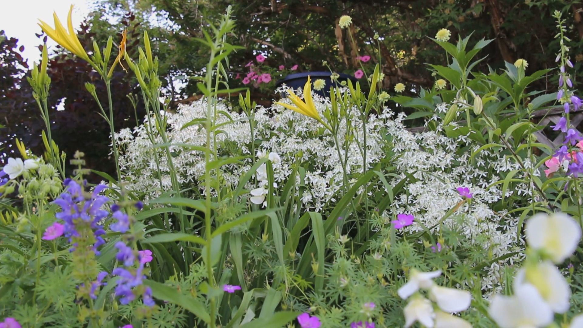 Garden expert shares 8 tips for a perfect perennial border | 9news.com