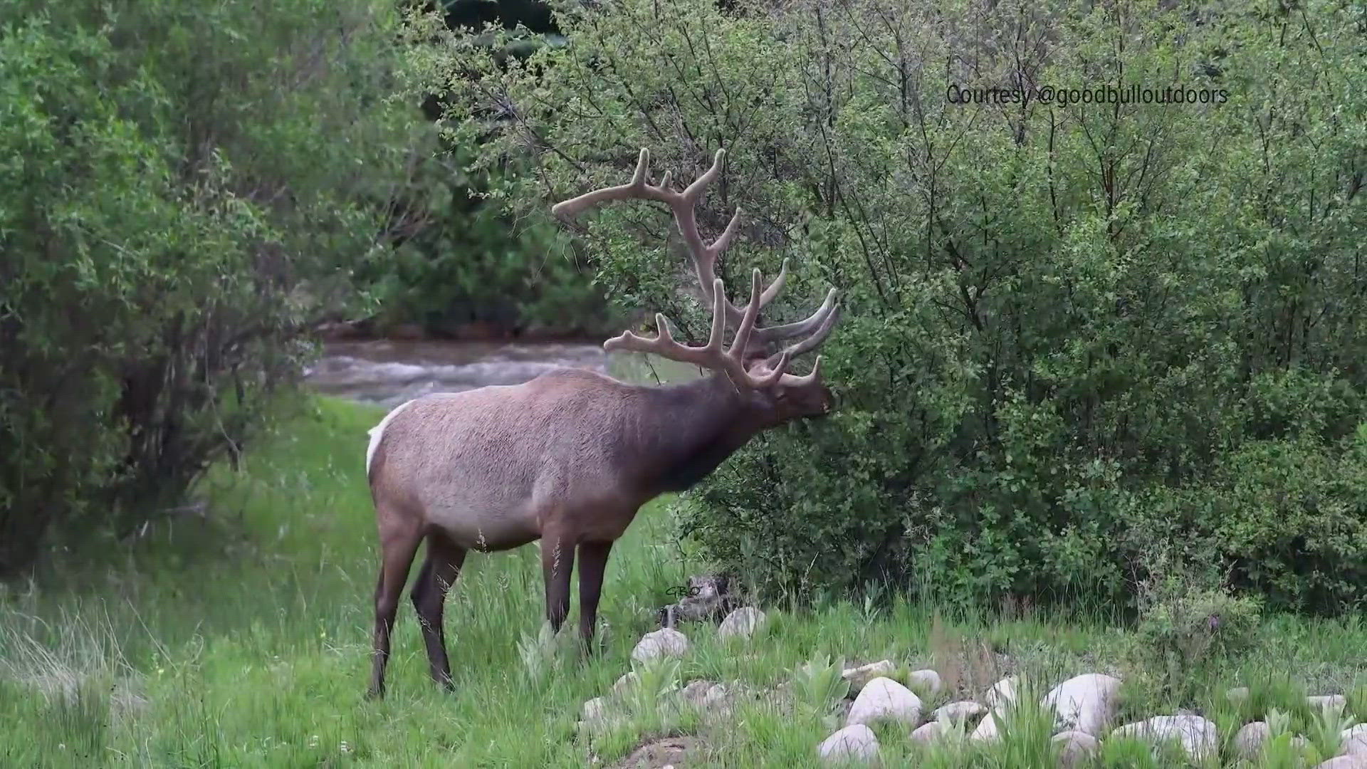 Residents mourn 'Roundabout' elk after deadly vehicle collision | 9news.com