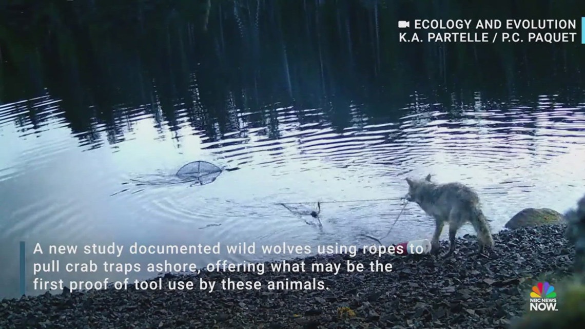 Video shows wolf pulling crab trap ashore | 9news.com
