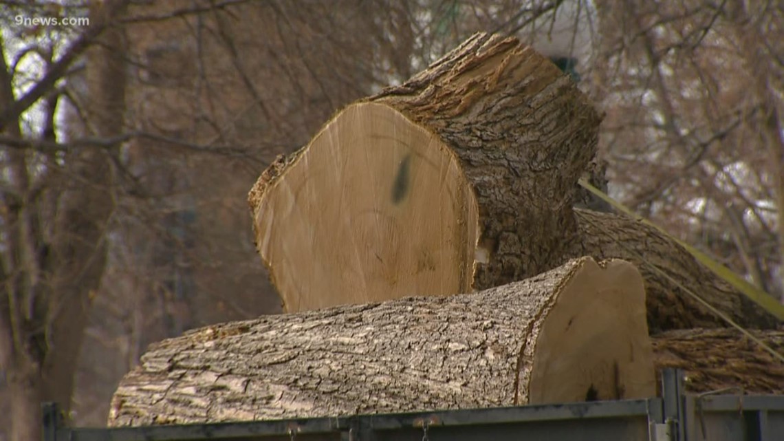Removing rat-infested trees final step to reopening Lincoln Park ...