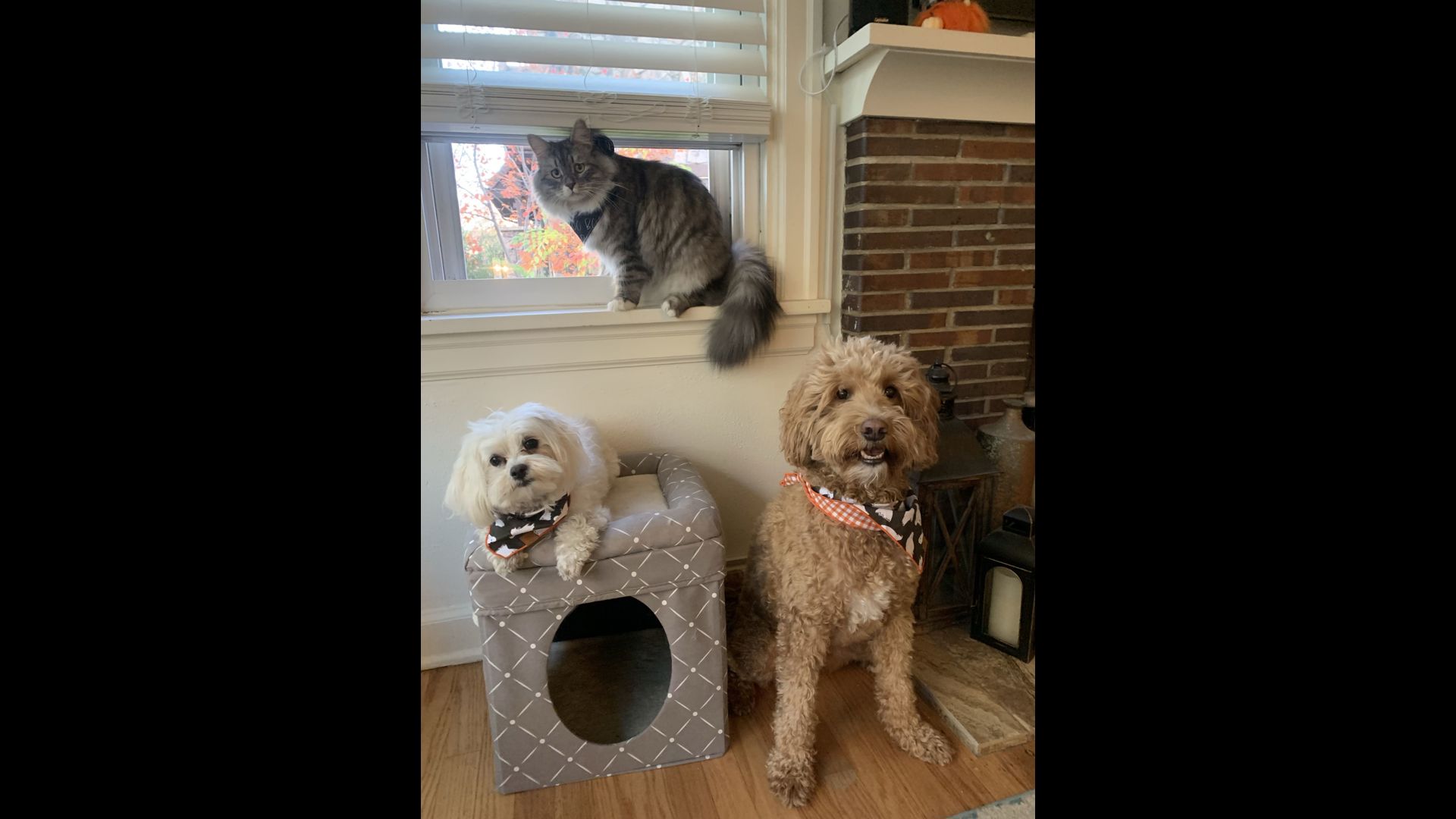 International Cat Day: Colorado shares its cat photos on 9NEWS | 9news.com