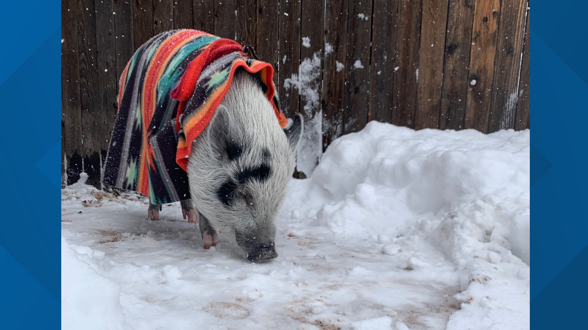 Move over pups, these pigs enjoyed Colorado's big snowstorm (kind of ...