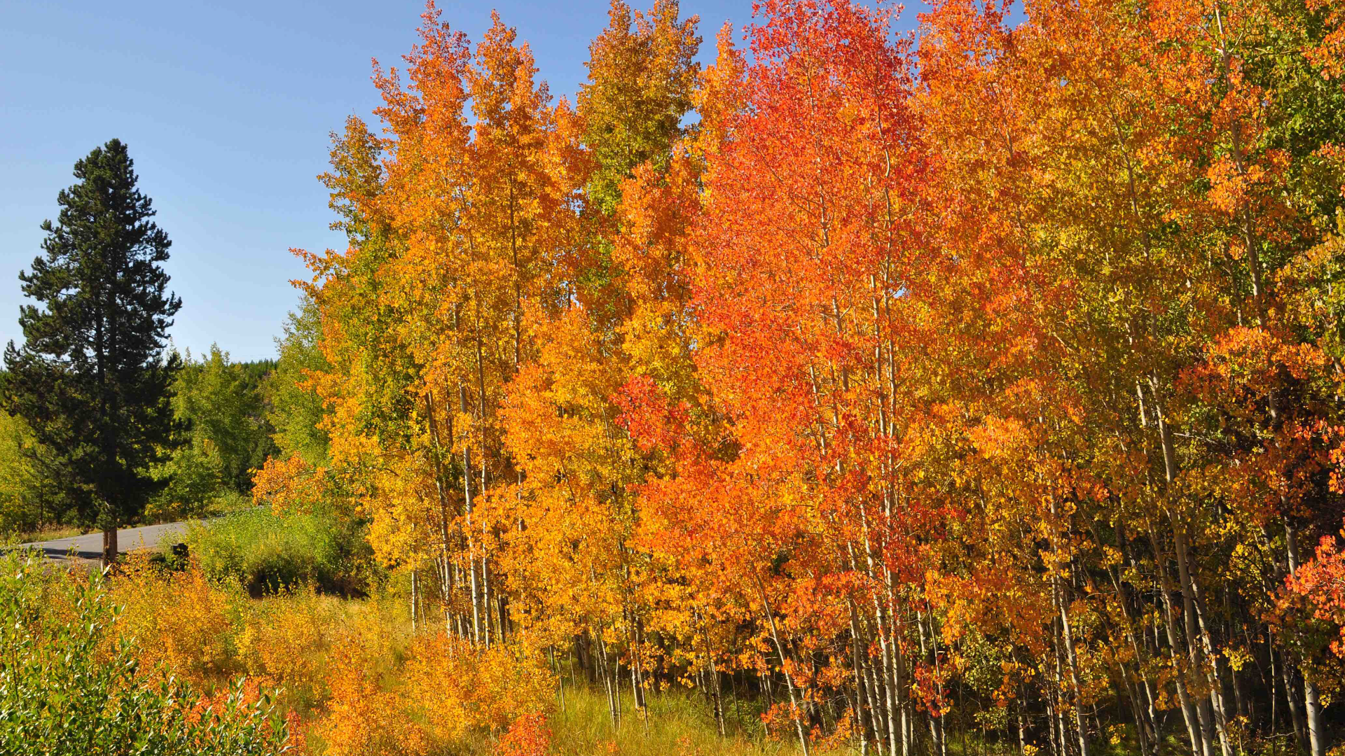 Colorado fall colors: When and where leaves will peak in 2020 | 9news.com