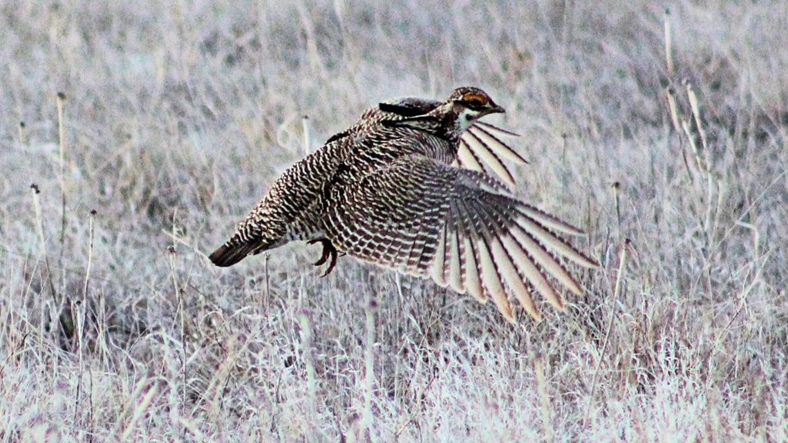 Lesser prairie chickens making a comeback in Colorado | 9news.com