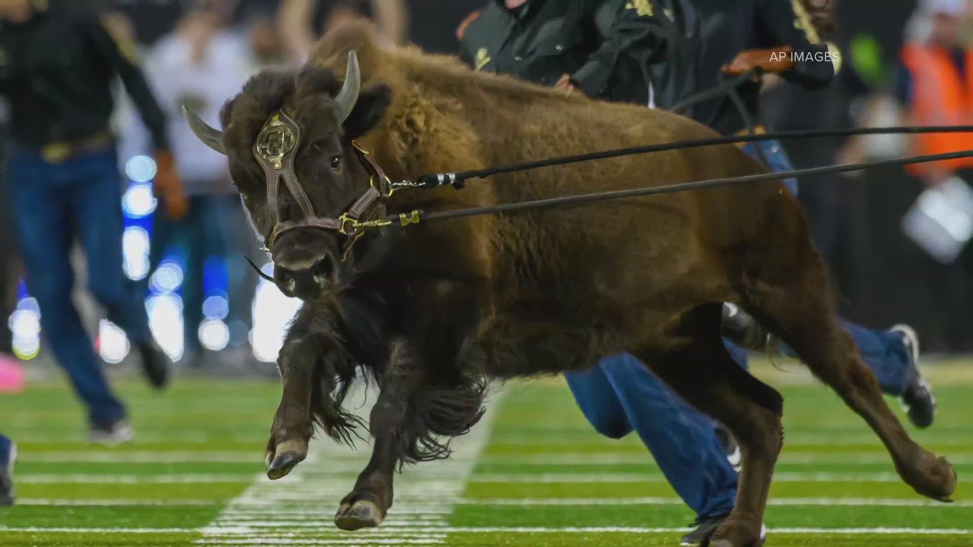 CU's Ralphie VII nicknamed 'Brandy' | 9news.com